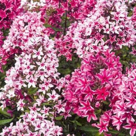 Plante Phlox Paniculata Palmyra Brumarele