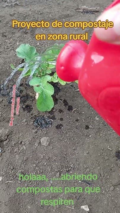 Proyecto De Compostaje Compostajeplantas Medioambienteagricultura