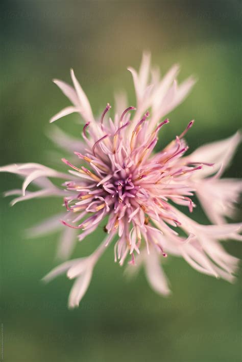 Pink Flowers By Stocksy Contributor Javier Pardina Stocksy