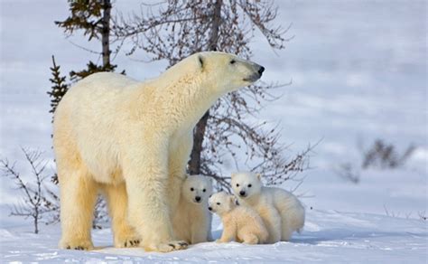 Фото Белая медведица с медвежатами