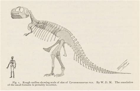 Science Art Reconstruction On Paper Of Tyrannosaurus Rex From
