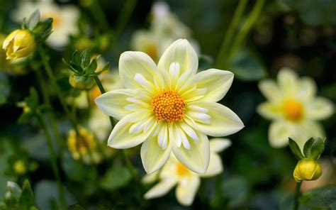 Download Nature Flower 4k Ultra Hd Wallpaper