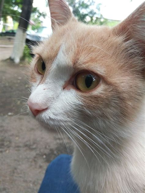 Уличные котики | Animals, Cats