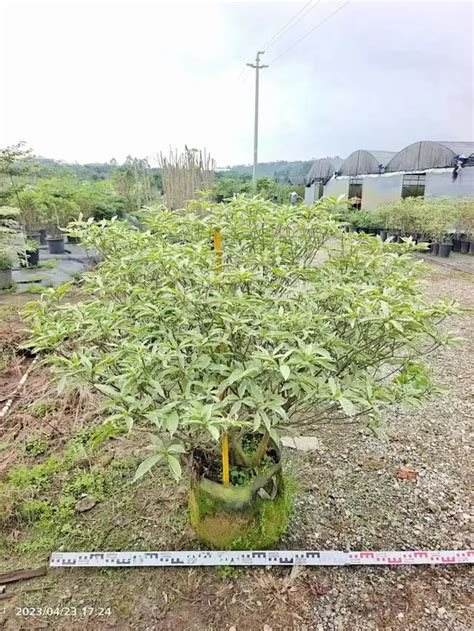 花叶狗牙花 花瓣网