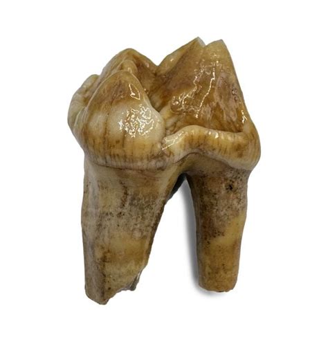 Fossils For Sale Fossils Fossil Cave Bear Molar Tooth From