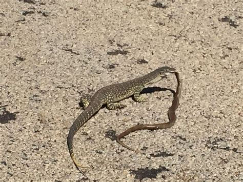 In Straya Lizard Eats Snek Album On Imgur