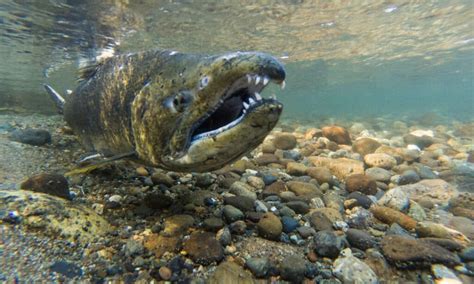 Chum Salmon Teeth