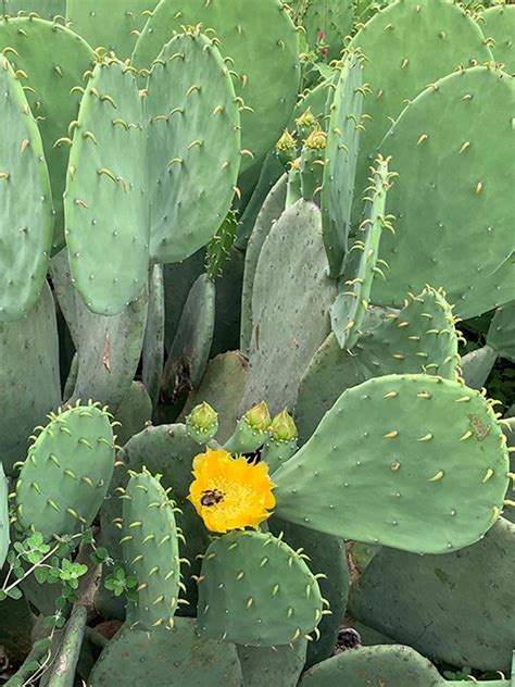 Juniper Level Botanic Garden And Plant Delights Nursery Summer Open