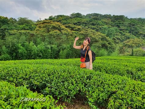 桃園龍潭景點奉茶亭步道秘境之旅 滿山的翠綠的茶園 療癒又舒心 茶裏王涼亭 茶裏王廣告拍攝地 乙瑄PAPAGO