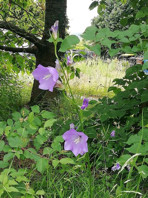 Peach Leaved Bellflower Free Photo On Pixabay