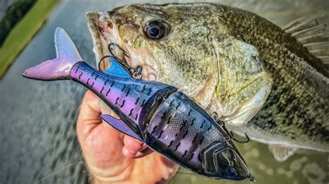 The 5 Best Pre Spawn Bass Lures Barb Catch Fishing