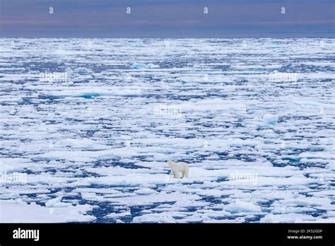 Lone Polar Bear Ursus Maritimus Standing On Drift Ice Ice Floe In