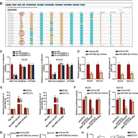 Rnf145 Is The Target Gene Of Mir 362 5p And Mir 500b 5p A B Possible