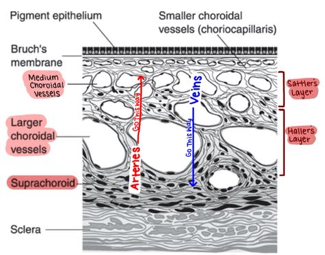 Choroid Flashcards Quizlet
