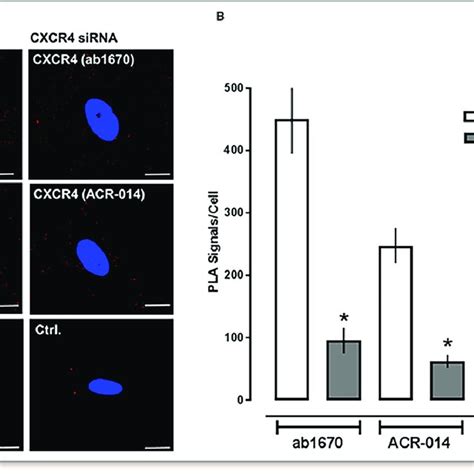 Validation Of Anti Chemokine C X C Motif Receptor 4 Cxcr4