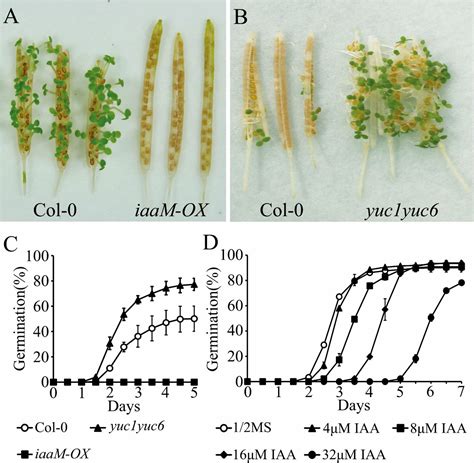 Abscisic Acid Function In Plants