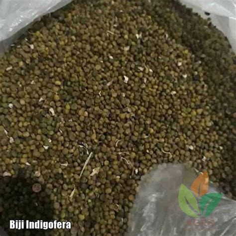 Jual Biji Indigofera Siap Semai Agro Bibit Id