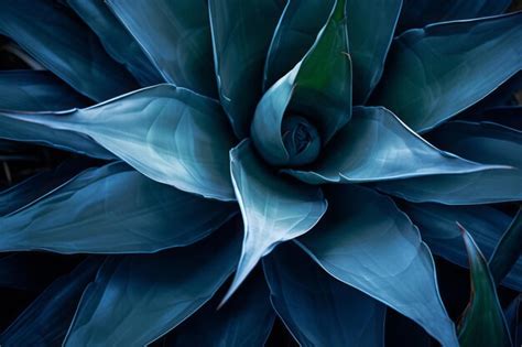 Premium Ai Image Exuberant And Refined The Luxuriant Delicacy Of Agave Attenuata Leaf And