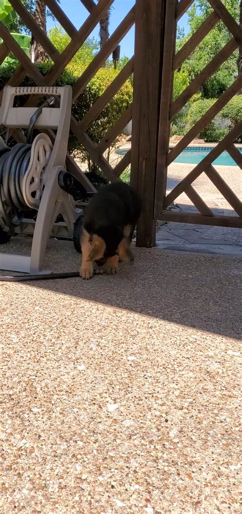 New Mini Pupper Has Been Working On His Tough Guy Acthe Chose The