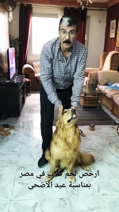 ارخص لحم كلاب في مصر Youtube