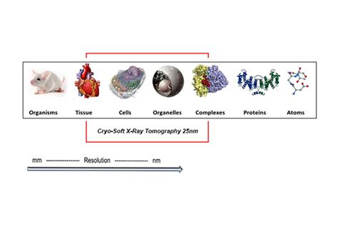 About Cryo Sxt 3d Cellular Imaging At Diamond Light Source