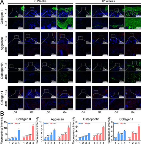A Nanozyme Functionalized Bilayer Hydrogel Scaffold For Modulating The Inflammatory