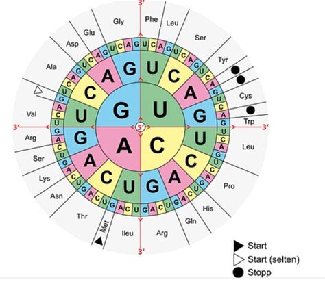 Genetik Gen Zum Protein Karteikarten Quizlet