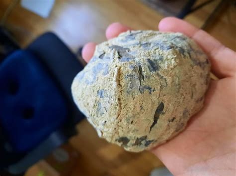Cleaning Up Fossils R Fossils
