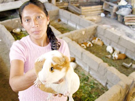Crianza De Cuyes Negocio Fácil Y Rentable El Men