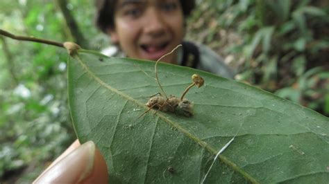 Best R Mushroomporn Images On Pholder Joe Exotic Posted This And People Think Its Booty
