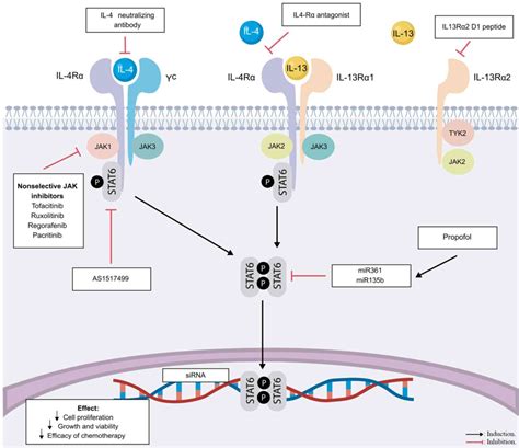 Signal Transducer And Activator Of Transcription 6 As A Target In Colon