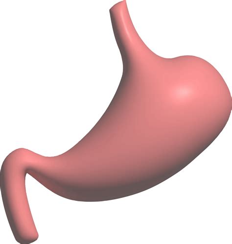 función del sistema digestivo órganos internos gráfico 3d 11578132 PNG