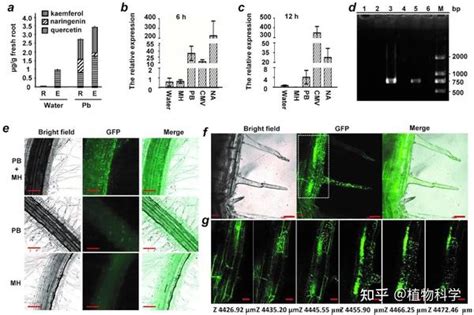 华中农业大学姜道宏组在根瘤菌借助芸薹根肿菌侵染油菜并固氮方面取得新进展 知乎