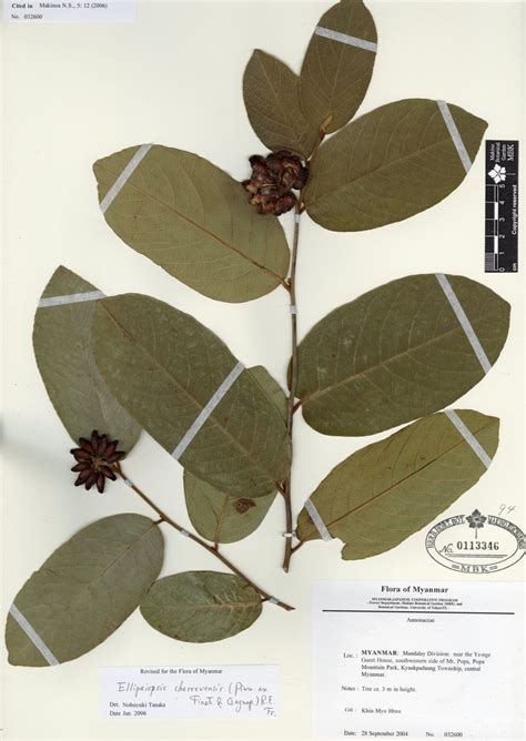 Ellipeiopsis Cherrevensis Piere Ex Finet Gagnep R E Fr Myanmar