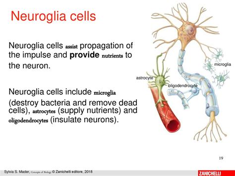 Immagini E Concetti Della Biologia Sylvia S Mader Ppt Download