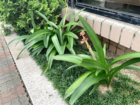 아마릴리스hippeastrum 씨앗으로 발아시킨 새싹 종자 번식 게으른 나무