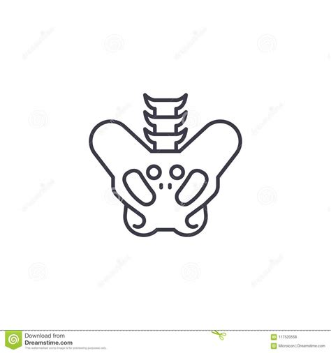 Pelvis Linear Icon Concept Pelvis Line Vector Sign Symbol Illustration Stock Vector