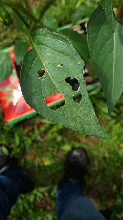Tomatoes Bite Marks On Tomato Leaves Gardening And Landscaping Stack