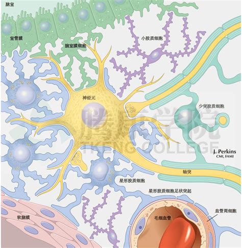 【神经解剖学】神经胶质细胞的类型 星形 蛋白 内脏