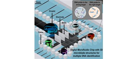 New Breakthrough In Ums Microchip Research Enables Quick Dna Testing