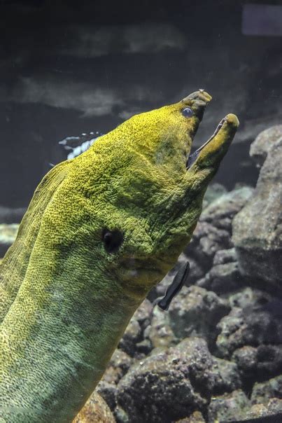 Green Murena actually has not green, but gray color. Her whole body is ...