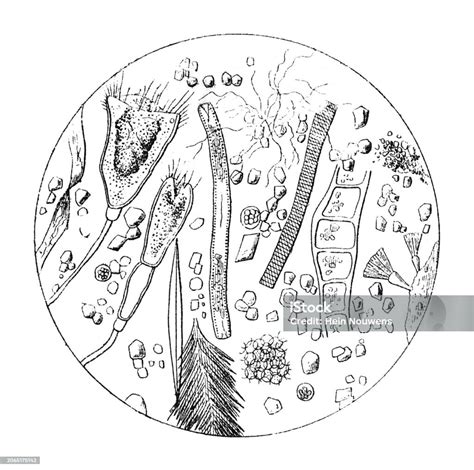 Water Under Microscope With Dinophysis Algae Macroalgae And Diatoms