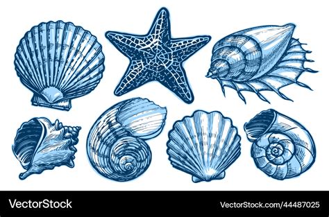 Sea Shells And Starfish Set Marine Concept Vector Image