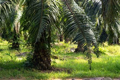 Optimizing Oil Palm Orchard Management With Month Wise Operations For