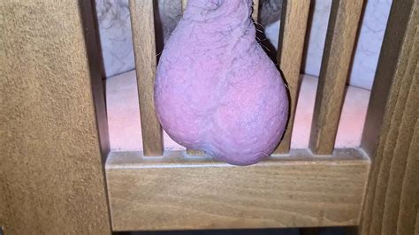 Free Gay Balls Porn Videos Xhamster