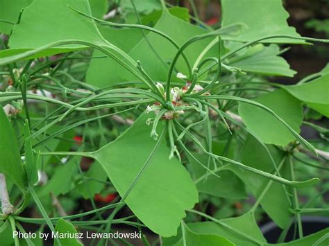 Buy Ginkgo Biloba Weeping Wonder Weeping Ginkgo Tree — Mr Maple │ Buy