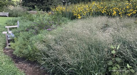 Panicum Virgatum Cape Breeze Pp24895 Warm Season Grass Sustainable
