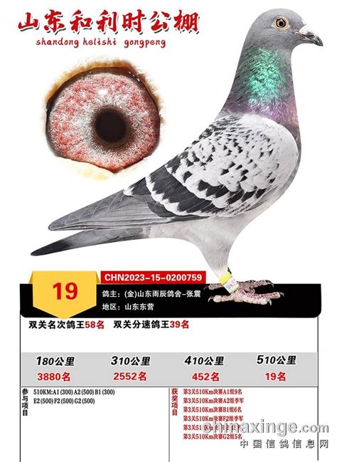 山东和利时2023年秋赛001 030名照片欣赏 山东和利时国际赛鸽公棚 中信网各地公棚