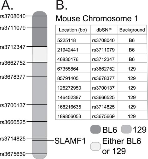 Slamf1 Is Dispensable For Vaccine Induced T Cell Development But