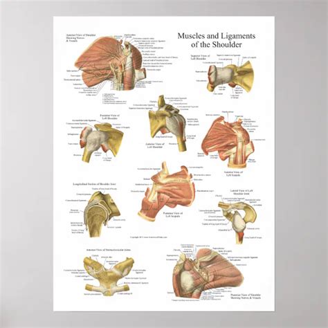 Muscles Ligaments Of The Shoulder Anatomy Chart Poster